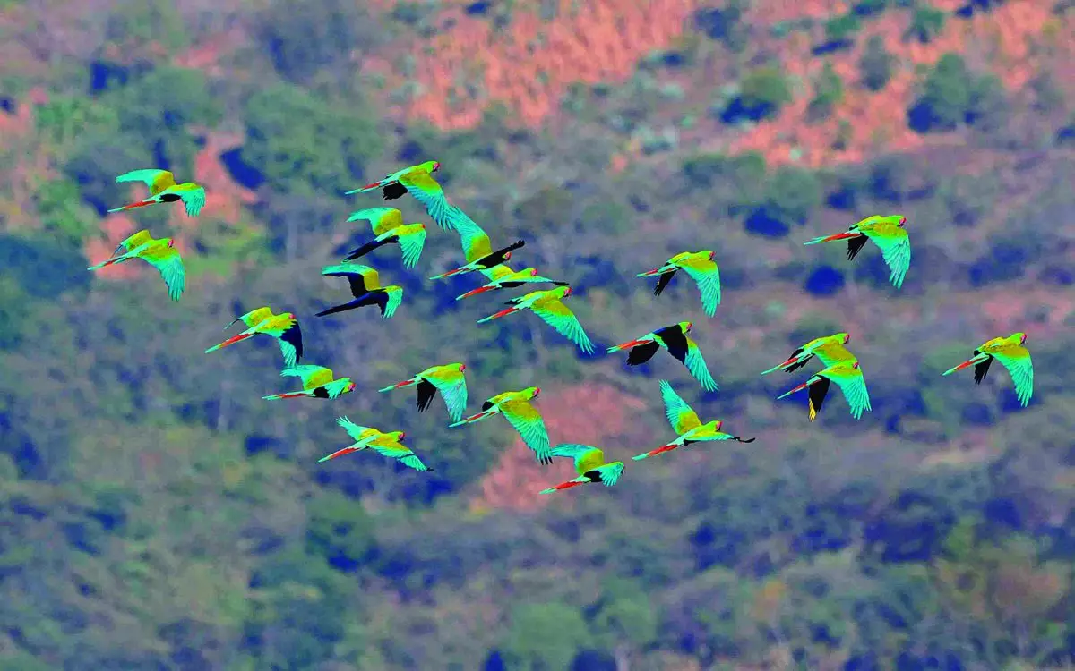 Burung tropika: warna hutan Mexico 20735_5