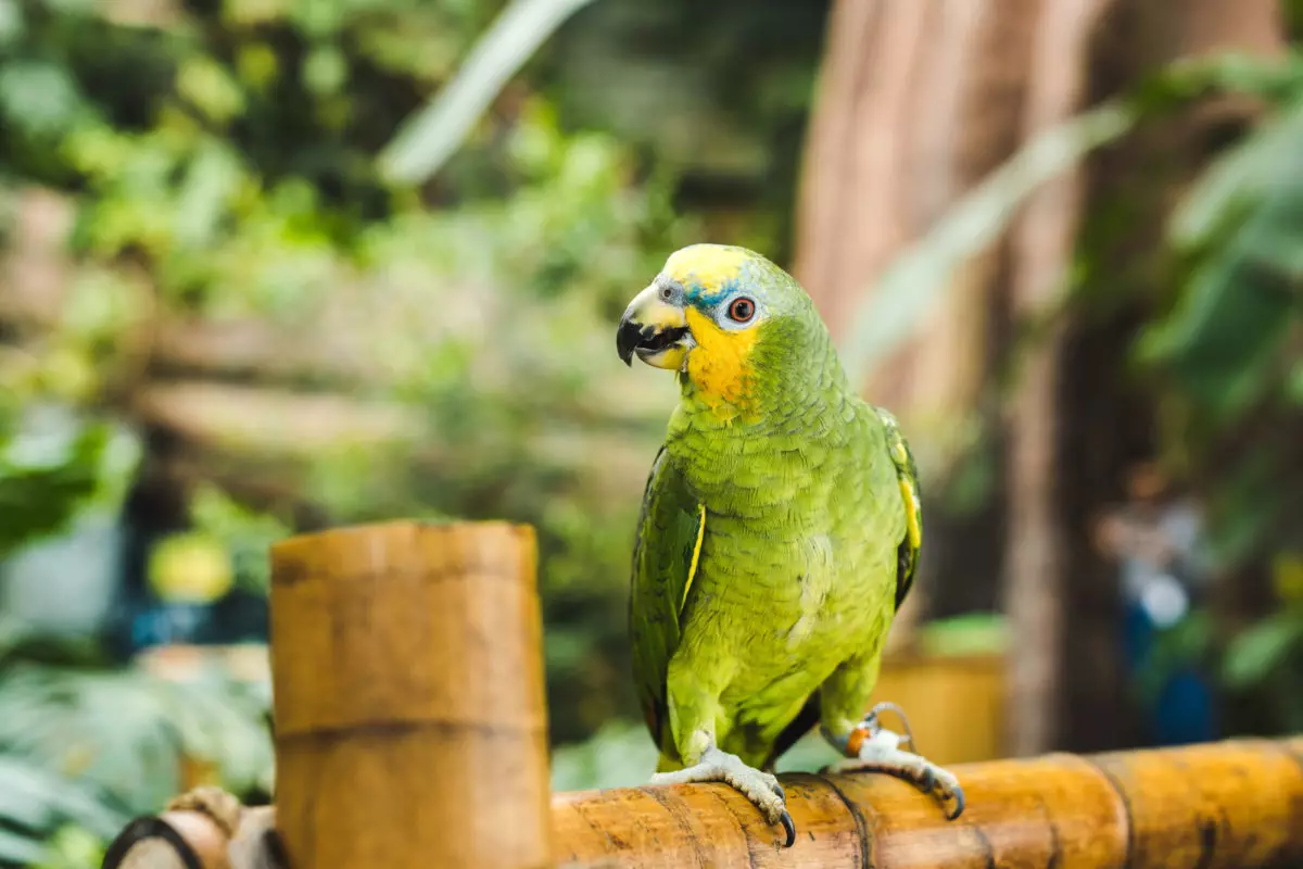 Tropiske fugler: fargen på den meksikanske jungelen 20735_6