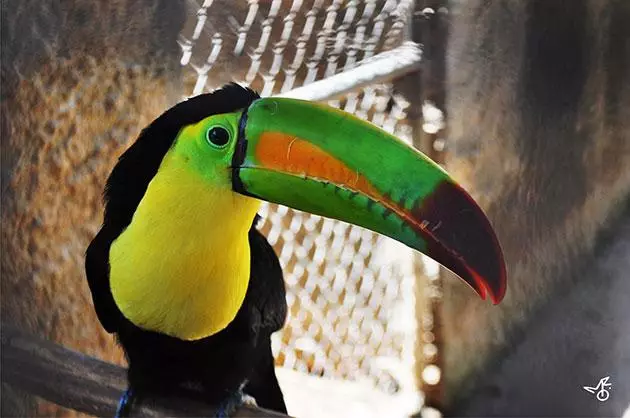 Burung tropika: warna hutan Mexico 20735_8