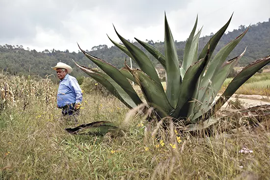 Route van de pulque haciendas: van Huamantla naar Hacienda Tepetzala 20765_10