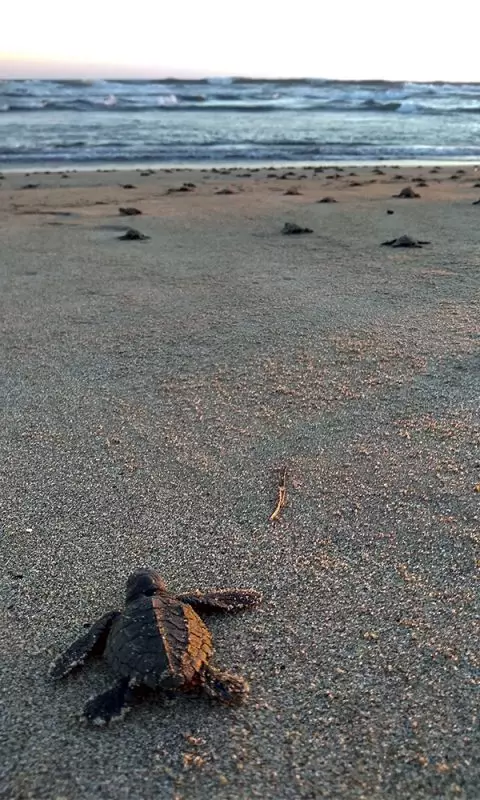 Vypouštění želv v Playa Azul