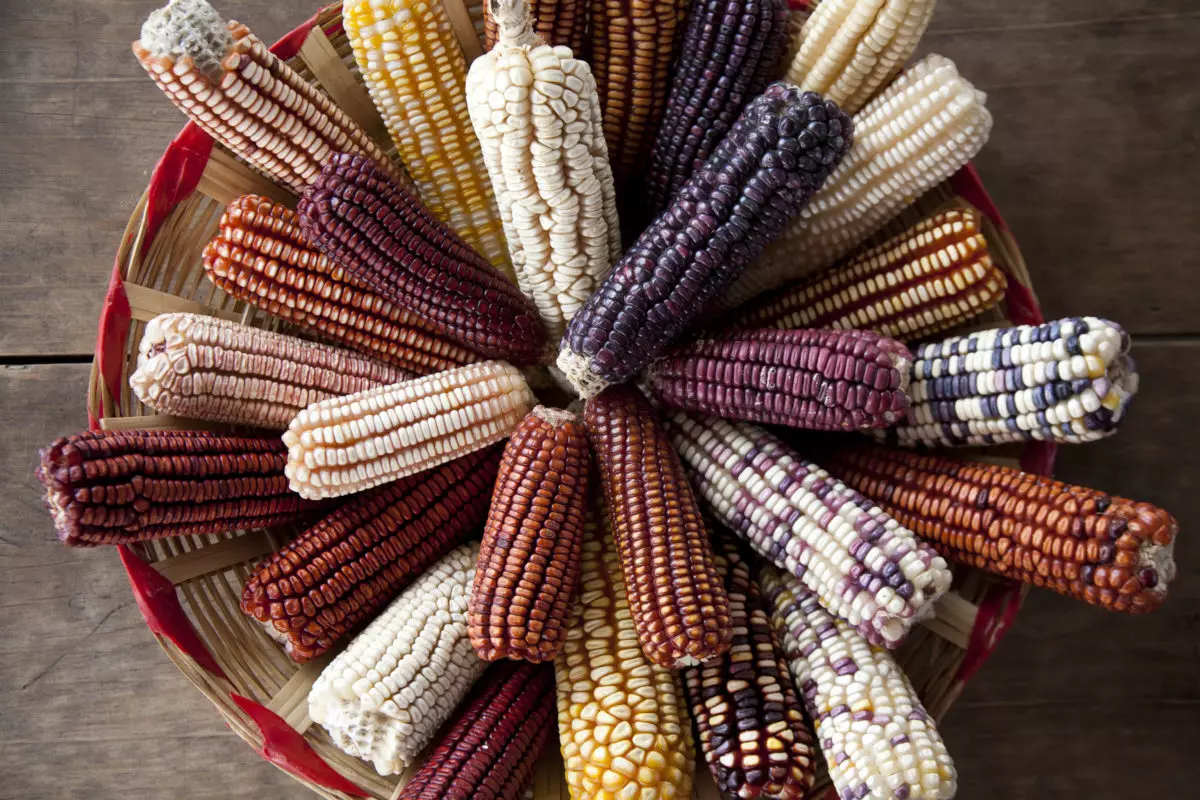 Сьогодні Національний день кукурудзи! Збір врожаю кукурудзи починається в мілпах