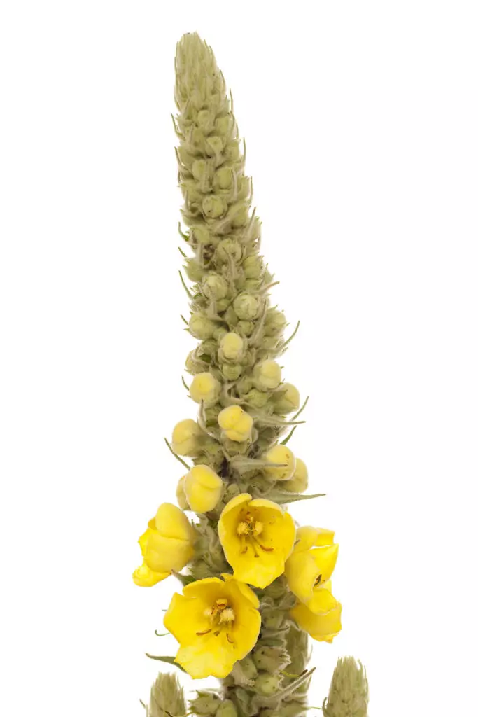 Medicinal properties of mullein: what is it and what is it for? 20816_2