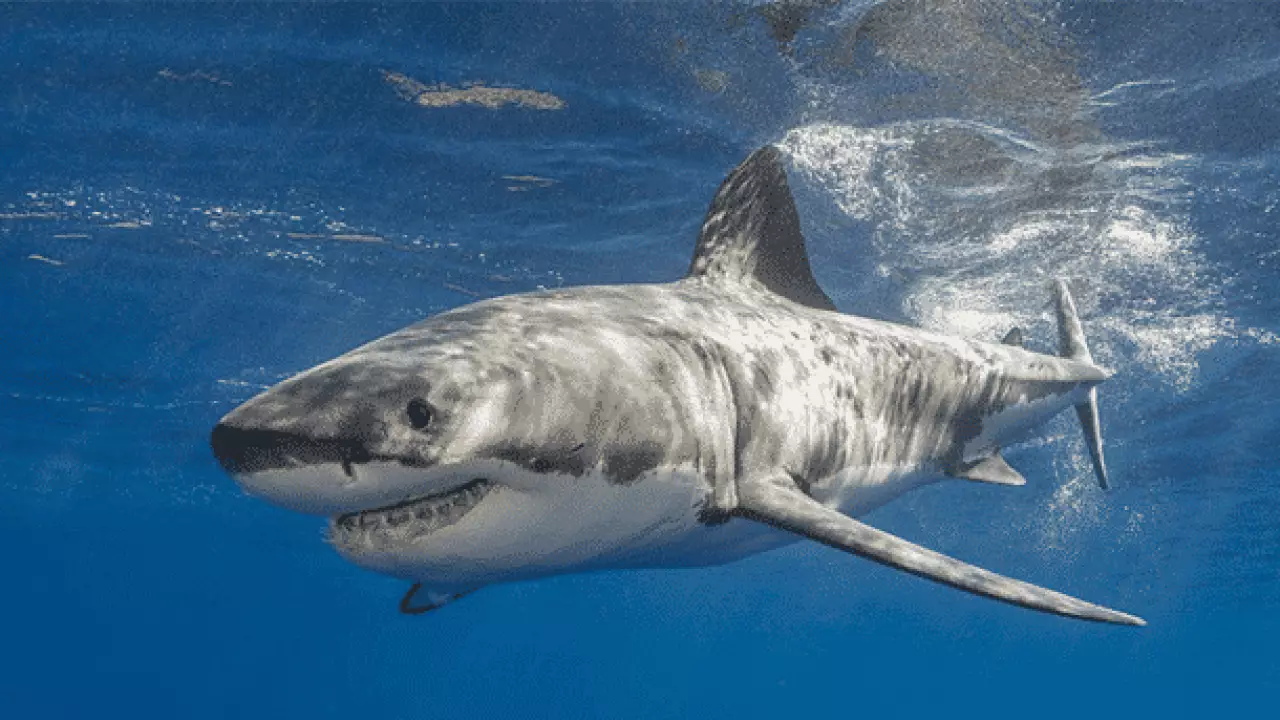 Requin blanc