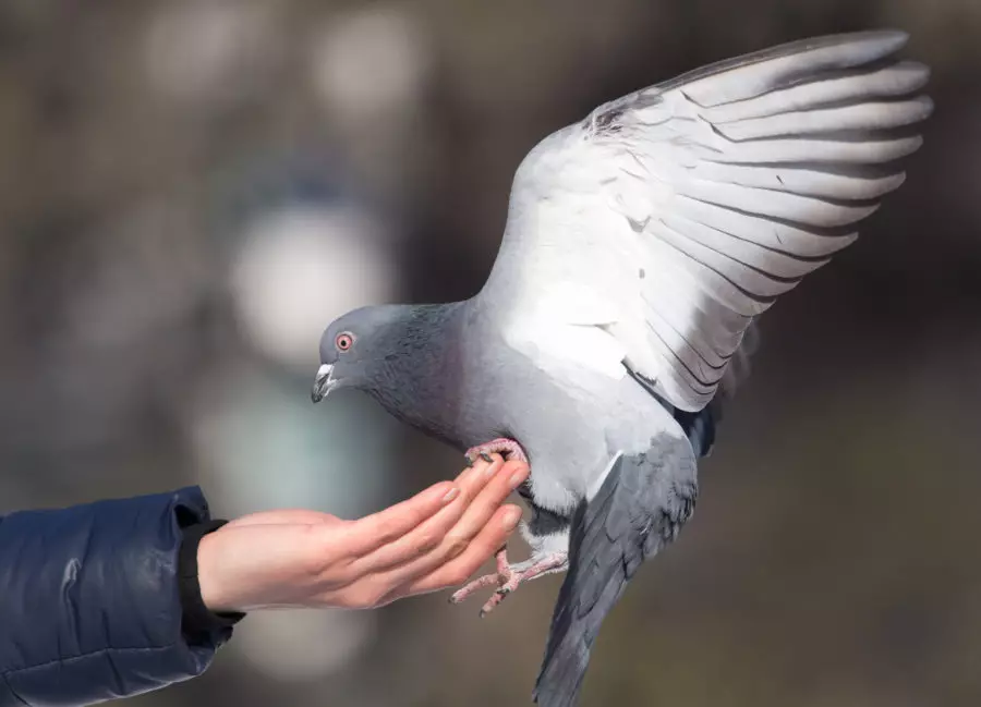 pigeons