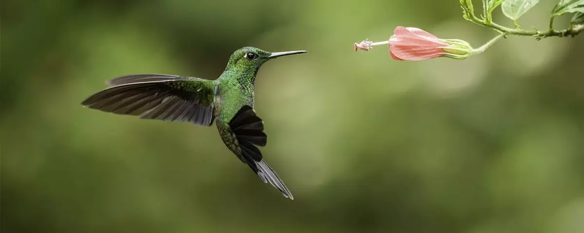 colibri-chuipaflor-chupamirto-Depositphotos-1200