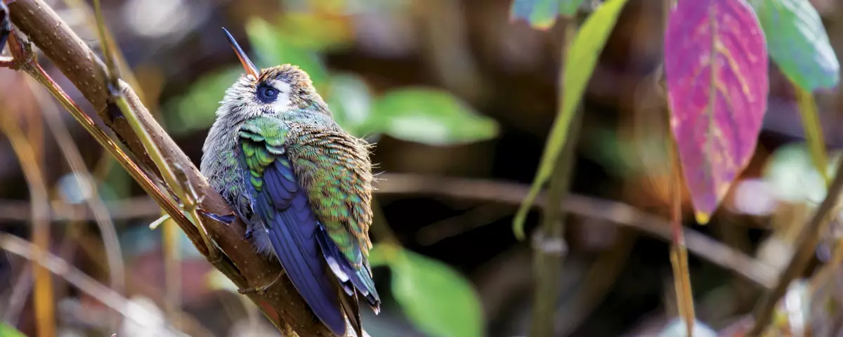 Ipa ọna Paradise Bird: Lati El Rosario si El Palmito fifu