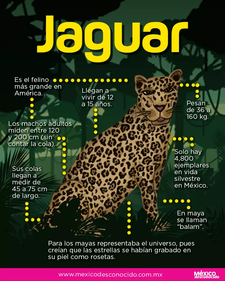 ບັນຊີລາຍການ 1000 pesos ຈະມີຮູບພາບຂອງການປະຕິວັດ Mexican, jaguar ແລະ Calakmul. 20895_2