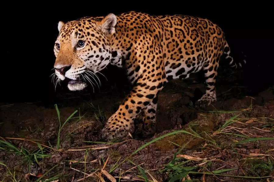 ບັນຊີລາຍການ 1000 pesos ຈະມີຮູບພາບຂອງການປະຕິວັດ Mexican, jaguar ແລະ Calakmul. 20895_3