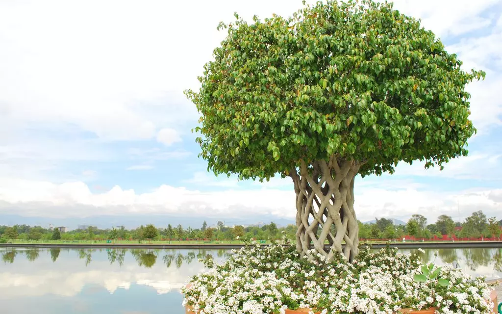 CDMX Bicentennial Park, suurepärane roheline ruum 20949_3