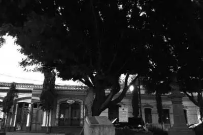 Το σκούρο δέντρο του κρεμασμένου του Tlalpan που σώζεται από το 1866 20983_4