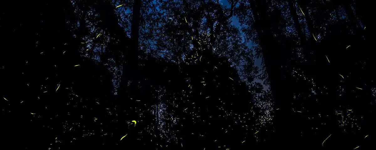 Mazano ekushanyira Sanctuary of the fireflies muNanacamilpa fifu