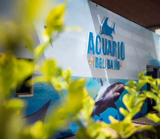 Bajío Aquarium ، تۇيغۇنى غىدىقلايدىغان جاي 20987_2