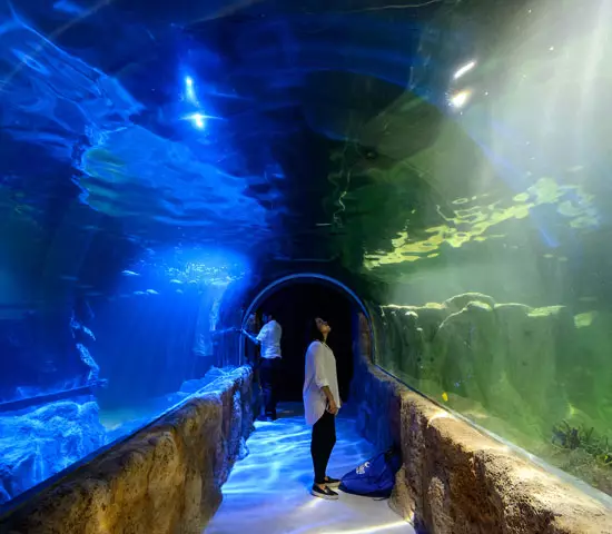 Bajío Aquarium, इन्द्रियहरूलाई उत्तेजित गर्ने ठाउँ 20987_3