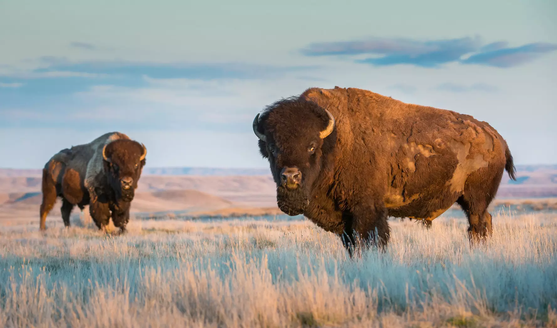 bison-polen-1777×1048