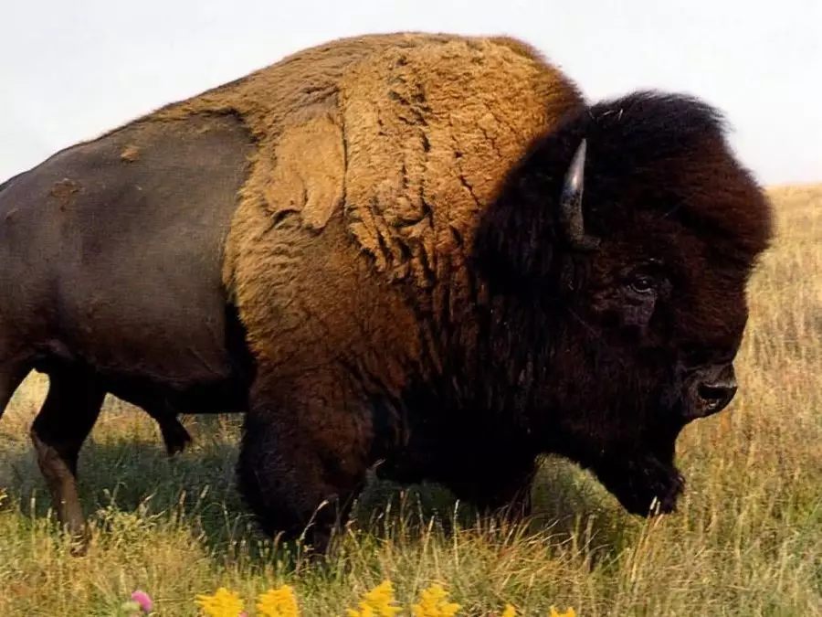 Den amerikanske bisonen vender tilbake til Coahuila etter hundre år 21004_3