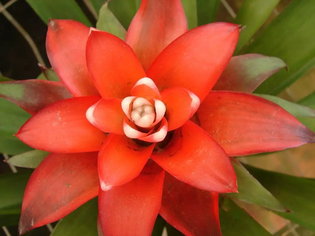 bromeliader-tropiske-planter-i-mexico