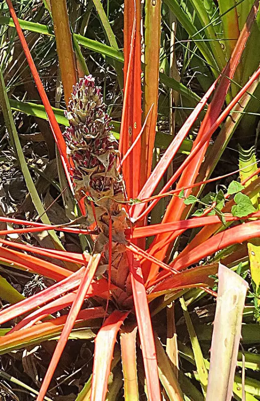 Bromeliader, tropiske planter i Mexico 21032_2