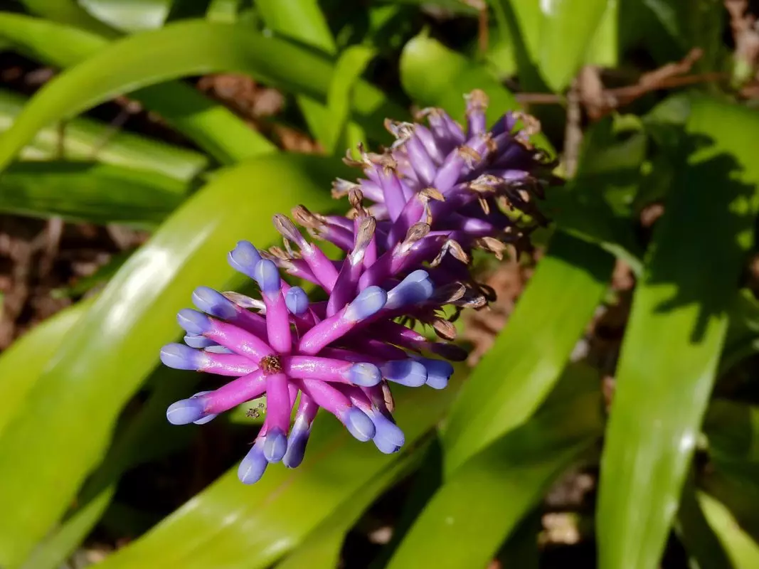 Bromeliader, tropiske planter i Mexico 21032_4