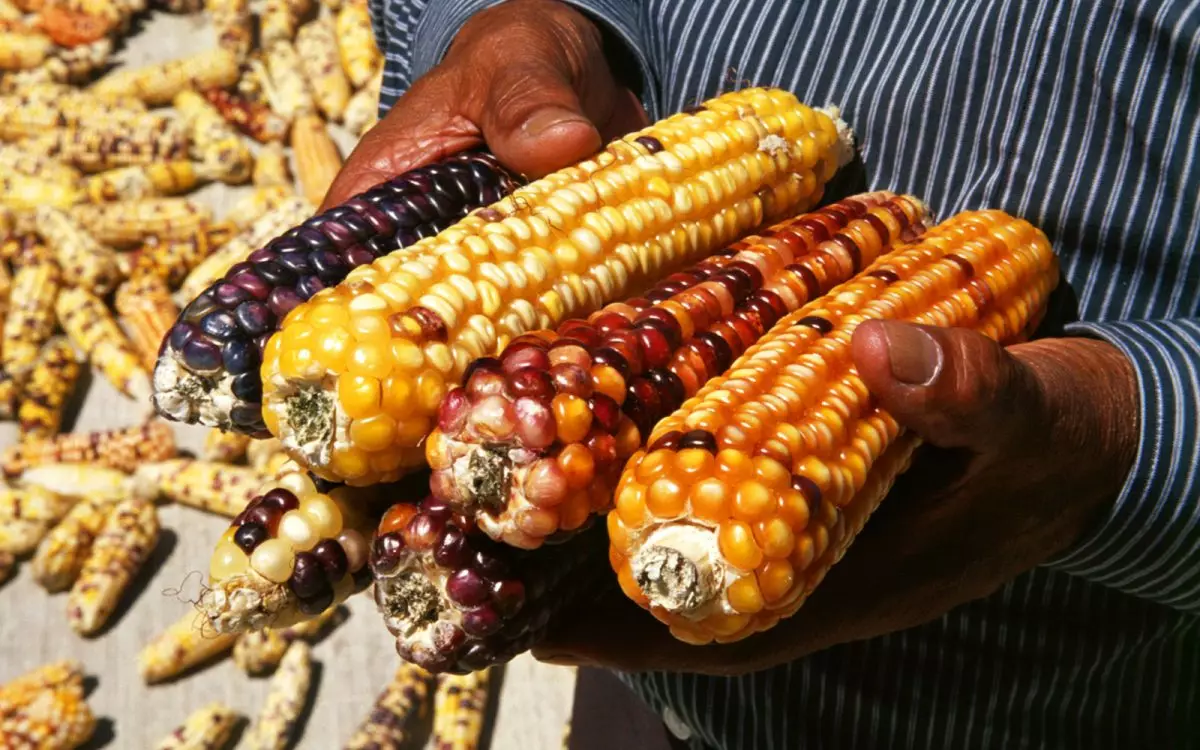 Ubwiza bwibigori, ibishyimbo na amaranth