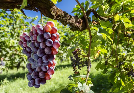 5 mikilvægar staðreyndir til að tala um vín við vini þína 21065_2