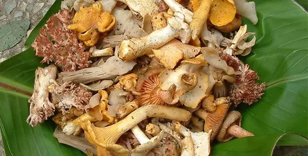 Mushrooms, adduunyo kala foge fifu