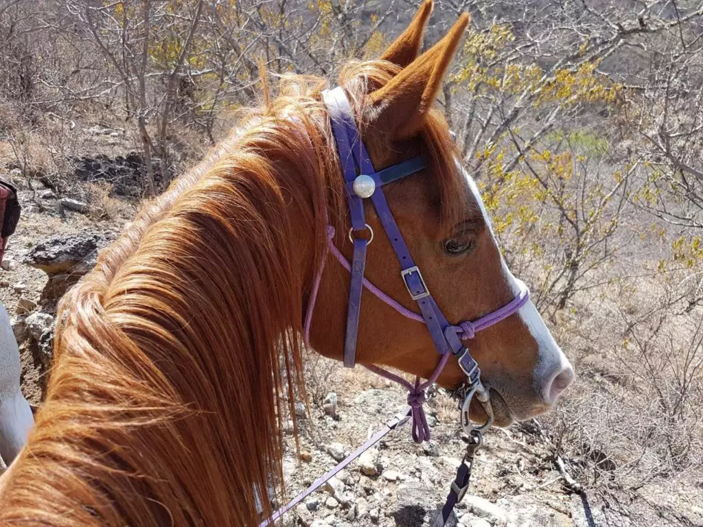 Découvrez Oaxaca à cheval ! 21131_3