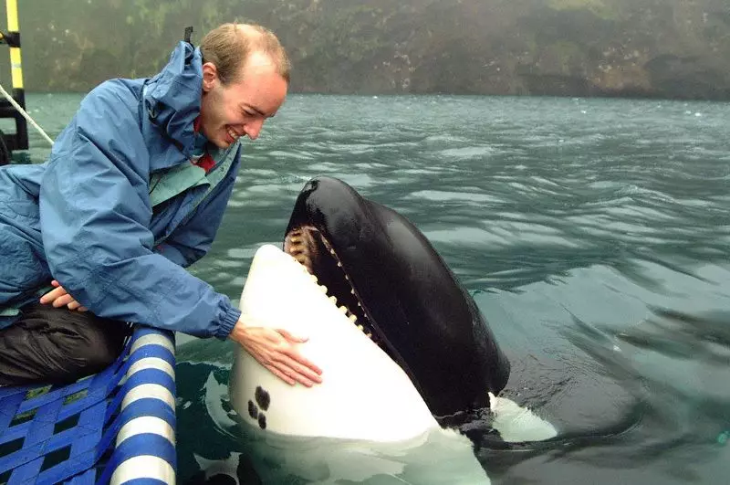 Carita sedih Keiko, orca anu janten bintang pilem sareng Karajaan Petualangan 21136_5