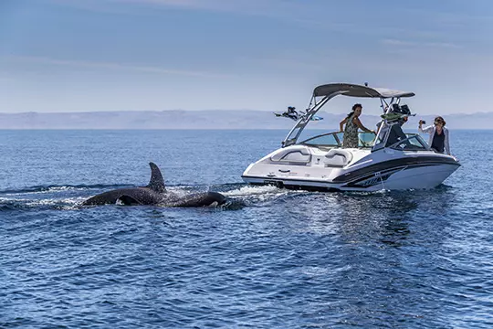 Coñece as orcas que percorren o mar de Cortez 21139_4