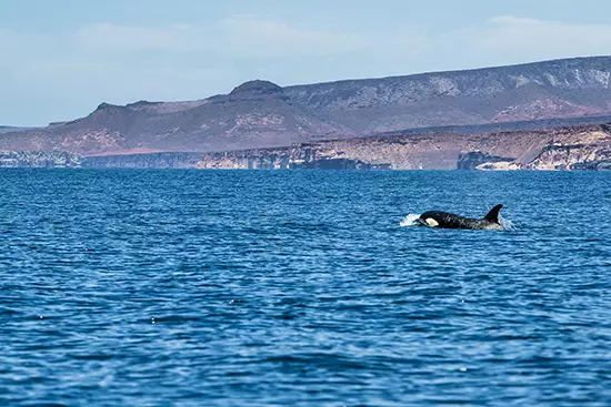 Coñece as orcas que percorren o mar de Cortez 21139_6