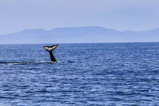 Coñece as orcas que percorren o mar de Cortez 21139_7