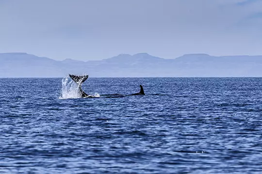 Coñece as orcas que percorren o mar de Cortez 21139_8