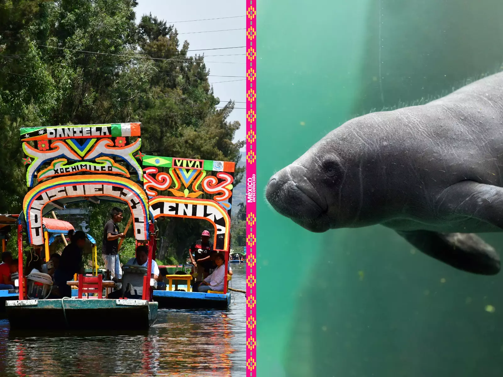 manatee-xochimilco