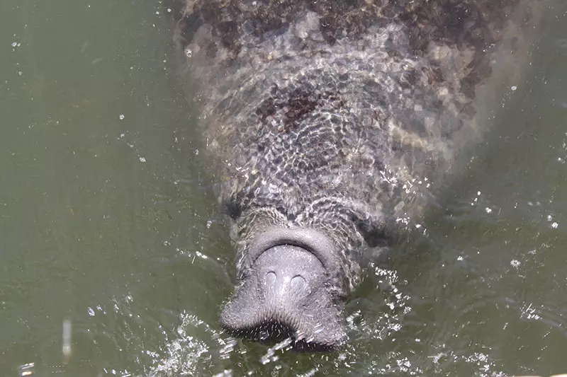 Vim li cas thiaj muaj manatees hauv Xochimilco? 21204_3