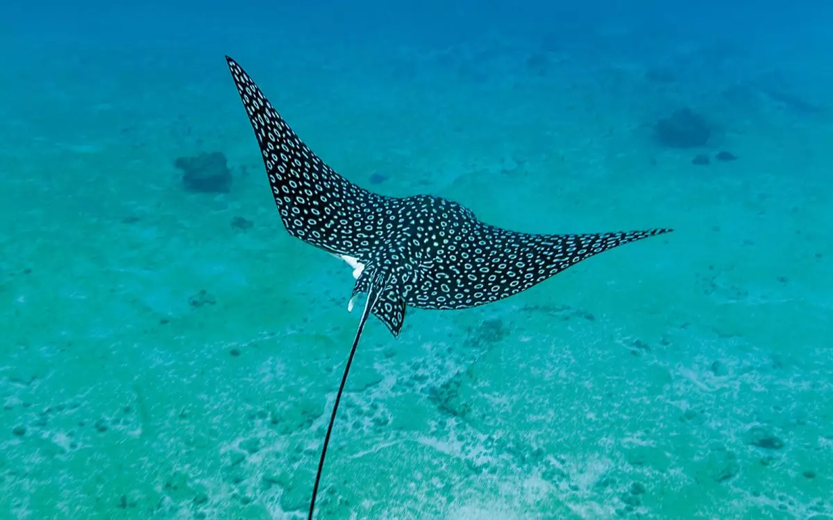 eagle ray