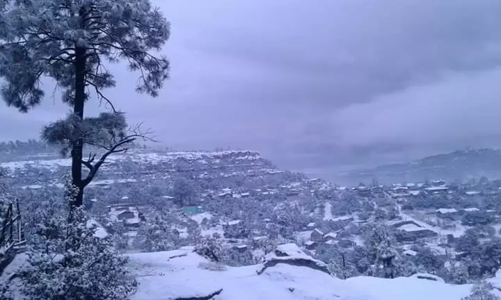 Фотографии: Снегот ги обои пејзажите на Чивава во бело 21334_2