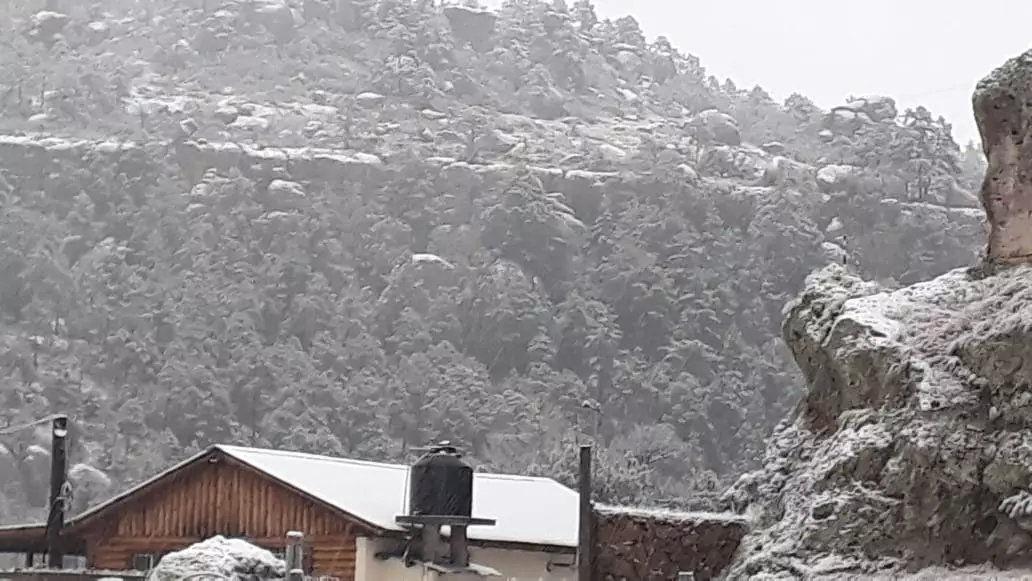 Фотографии: Снегот ги обои пејзажите на Чивава во бело 21334_3