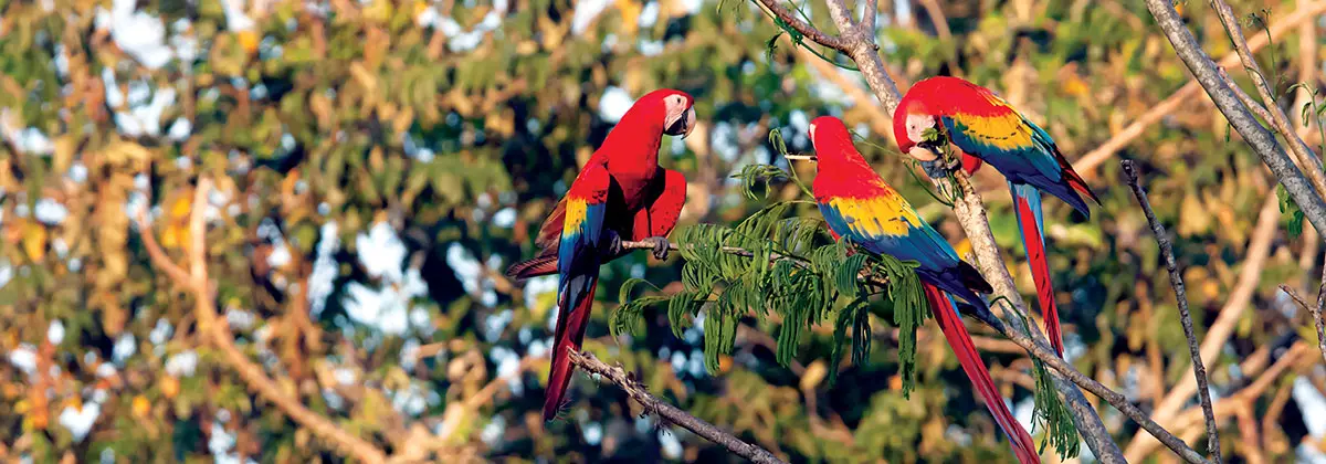 Keluaran macaw merah di Palenque, Chiapas fifu