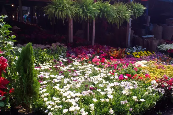 Xochimilco Flower Market / Wikimedia Commons