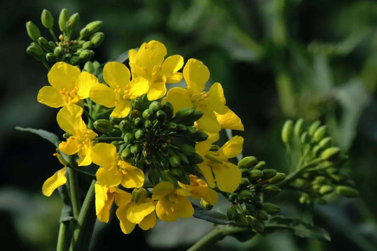 ýagly_rape_rape_blossom_field_of_rapeseeds_ oba hojalygy_plant_oilseed_rape_plants-577190