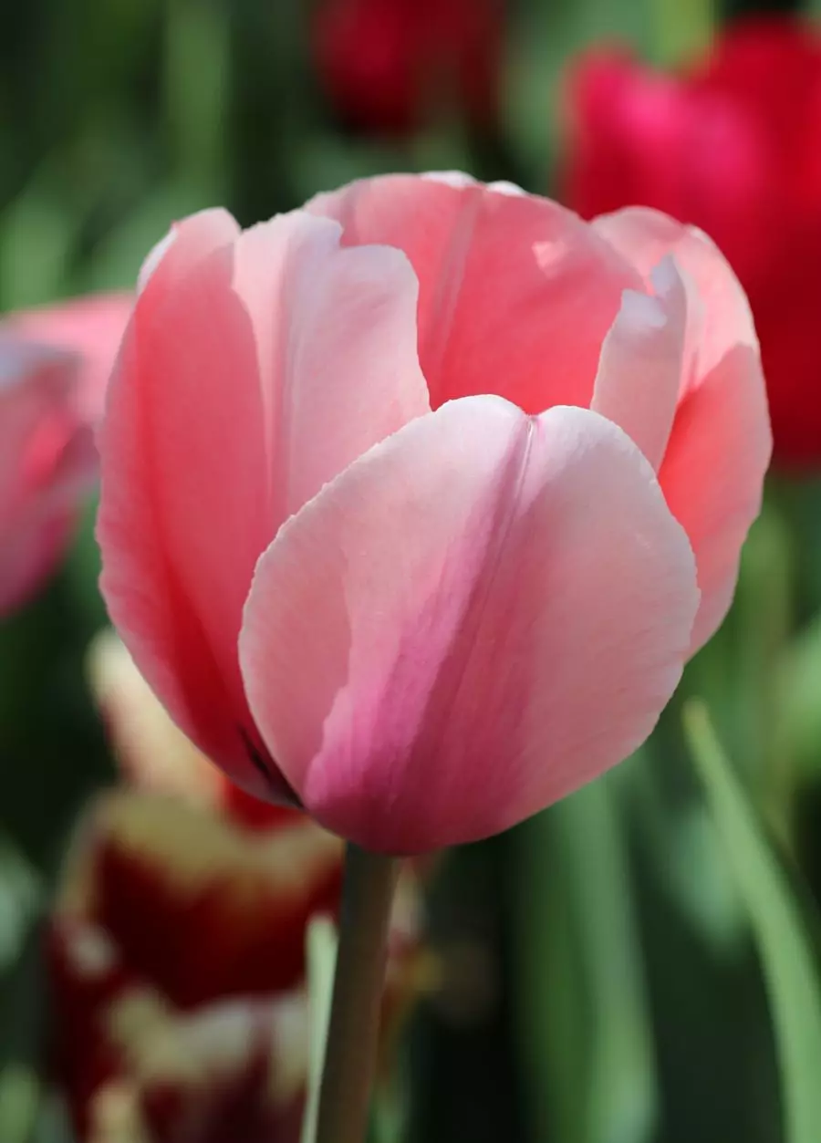 Tulpen: Urspronk, Geschicht, Bedeitung a Betreiung 21418_3