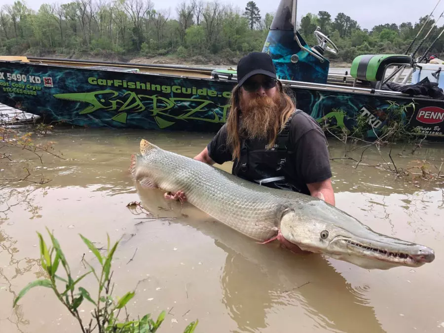 The alligator Gar, iwak dinosaurus éca saka Tabasco 21454_3