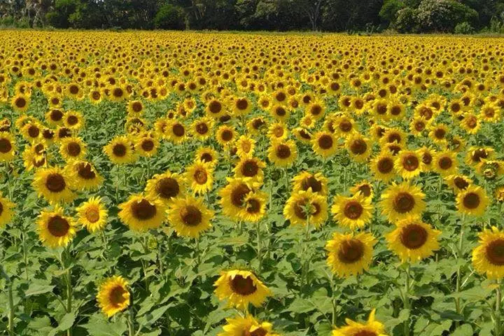 Nganjang ka Sanctuary of Sunflowers nu aya di Tabasco 21467_2