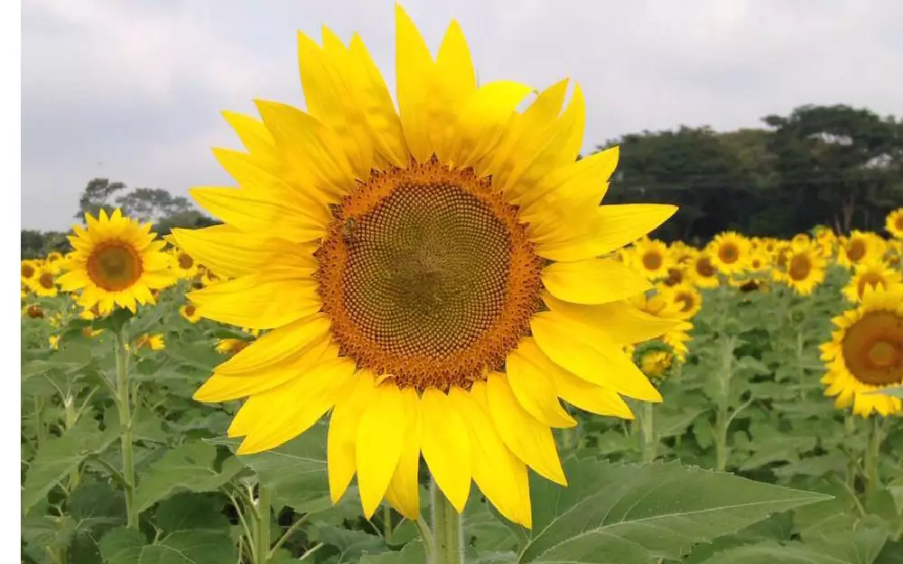 Nganjang ka Sanctuary of Sunflowers nu aya di Tabasco 21467_3