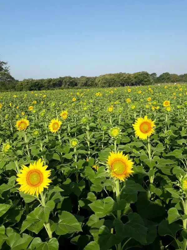 Vakashela iSanctuary of Sunflowers eseTabasco 21467_4