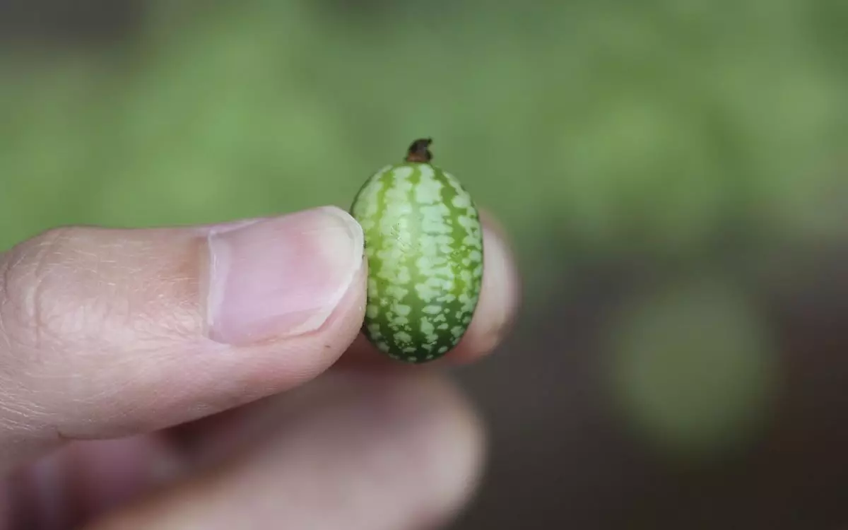 cucamelon