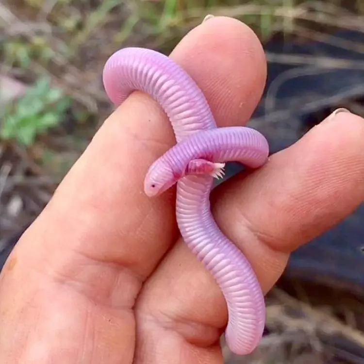 Bipes Biporus: ເມັກຊິໂກ mole lizard 21627_3