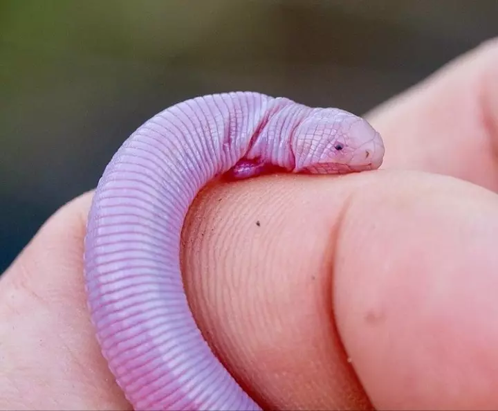 Bipes Biporus: ເມັກຊິໂກ mole lizard 21627_4