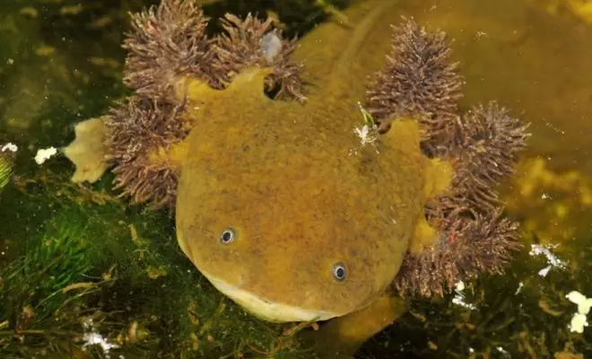 Achoque: the cousin of the axolotl native to the Zacapu lagoon, Michoacán 21629_2