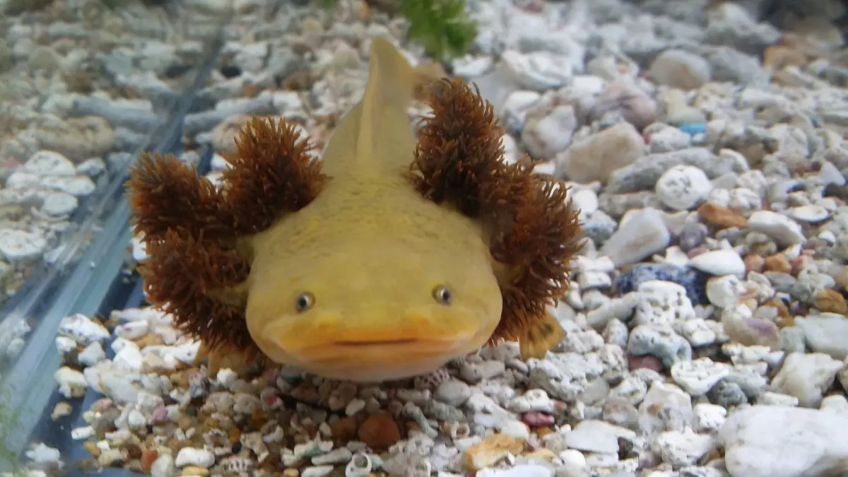 Achoque: the cousin of the axolotl native to the Zacapu lagoon, Michoacán 21629_5